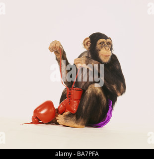 Savanna chimpanzee with boxing gloves / Pan troglodytes Stock Photo - Alamy