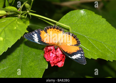 Butterfly Leoparden-Netzflügler Cethosia cyane brown Farbmorphe page ...