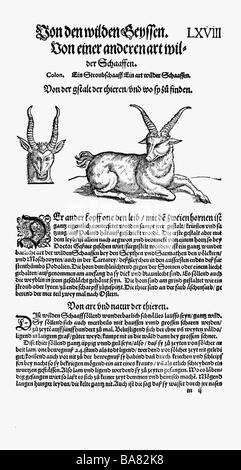 Saiga antelope, Saiga tatarica, (zoology book, 1908), Saiga, Saïga ...