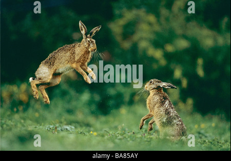 two European Hares - jumping / Lepus europaeus Stock Photo - Alamy
