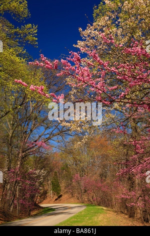 Redbud, Blue Ridge Parkway, Virginia Stock Photo - Alamy