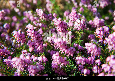 Erica plant blooming with pink or purple blossoms | Blühende Erika mit ...