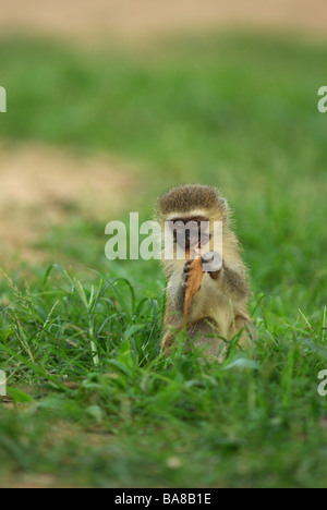 Juvenile vervet monkey - Cercopithecus aethiops Stock Photo - Alamy