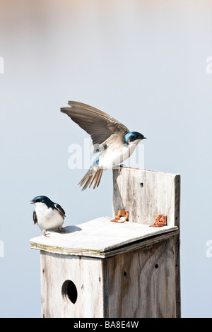 Tree Swallows and a Nest Box Stock Photo - Alamy