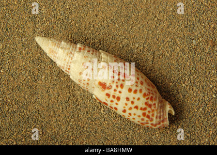 Shell, mitra papalis; Shells Stock Photo - Alamy