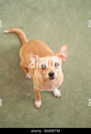 A high angle shot of a chihuahua dog Stock Photo - Alamy