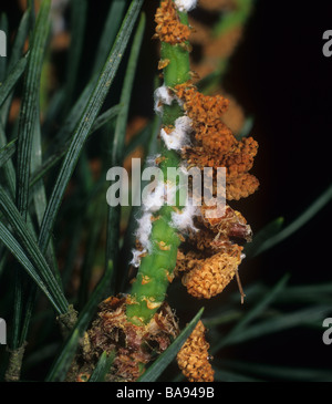 Scots pine adelges Pineus pini insects on scots pine shoot Stock Photo ...