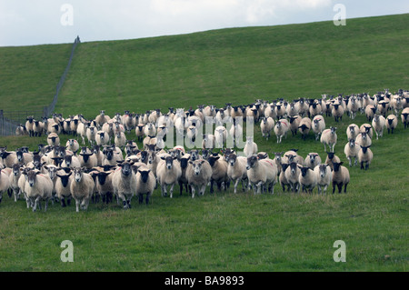 A herd of many Dormer sheep crowded together in a stable waiting to ...