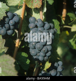 BUNCH OF PINOT MEUNIER GRAPES FOR CHAMPAGNE, (51) MARNE, CHAMPAGNE ...