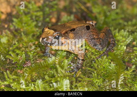 Smooth guardian frog Limnonectes palavanensis Stock Photo - Alamy