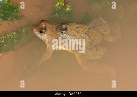 Yellow bellied puddle frog (Occidozyga laevis) from Kuban National Park ...