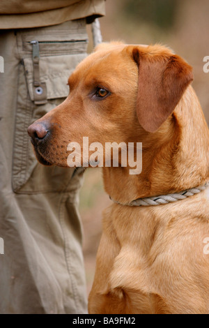 Fox red Labrador retriever gundog puppy Stock Photo - Alamy