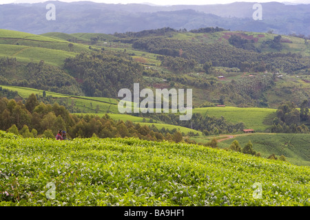 Tea Plantation, Gisakura, Rwanda Stock Photo - Alamy