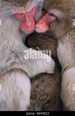 Japanese Macaque (Macaca fuscata) trio at hot spring, Jigokudani, Japan ...