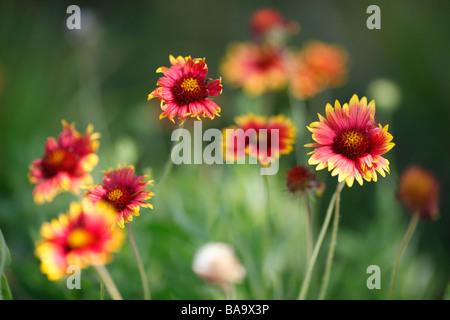 Yellow Wild Flowers in Florida USA Stock Photo - Alamy