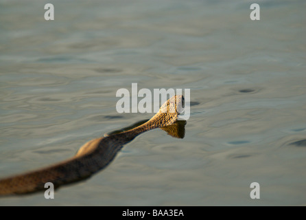 Snake on water swimming snake aqua snake Snake snakes reptiles African ...