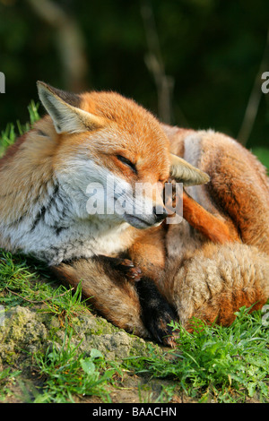 Red fox cub Vulpes vulpes scratching Stock Photo - Alamy