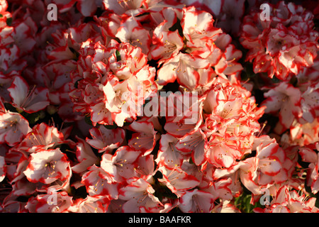 Bouquet of pink azalea, in Rome, Italy Stock Photo - Alamy