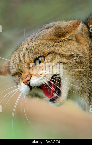Scottish Wild Cat snarling Stock Photo - Alamy