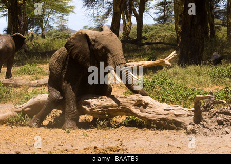 Elephant scratching against tree Stock Photo - Alamy