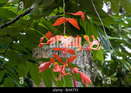 Pride of Burma flower (Amherstia nobilis Stock Photo - Alamy