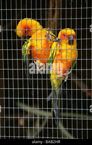 sun parakeet, bird, Aratinga solstitialis, flying, isolated Stock Photo ...