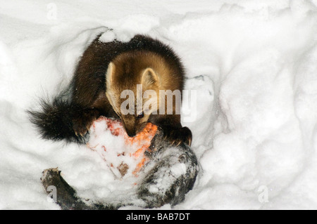 Sable (martes zibellina) and a fish Stock Photo - Alamy