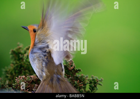 A European robin (Erithacus rubecula ) taking a bath in a birdbath in a garden, Spain Stock ...