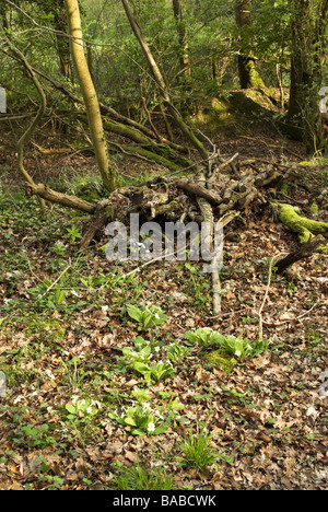 Log pile left as habitat for insects at RHS Garden Rosemoor North Devon ...