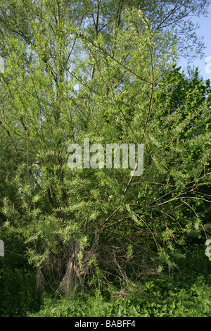 Osier Willow Tree, Salix viminalis, Salicaceae, Female Catkins Fruiting ...