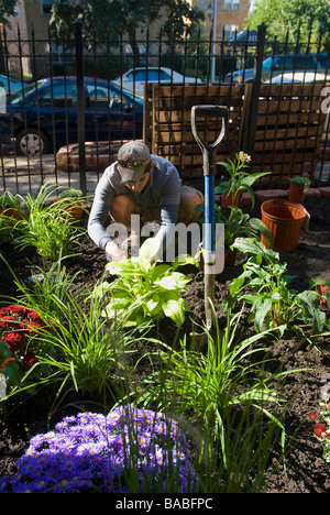 Hispanic Italian landscaping architect working in raised perennial ...
