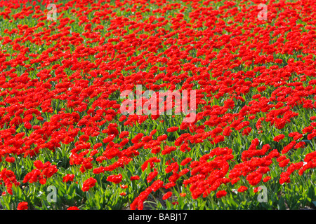 Fields of tulips, Town of Lisse area, Netherlands Stock Photo - Alamy