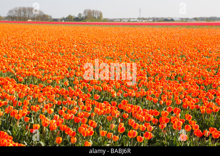 Fields of tulips, Town of Lisse area, Netherlands Stock Photo - Alamy