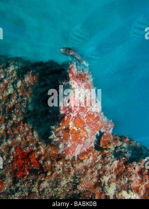 Giant frogfish (anglerfish) on a colorful coral reef underwater in ...