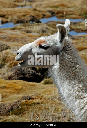 Llama (Lama glama), a hardy domesticated South American camelid, widely ...
