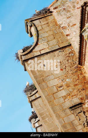 White stork ( Ciconia Ciguena) nesting on clock tower Extremadura ...