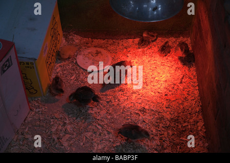 Chicks under infrared heat light Stock Photo - Alamy