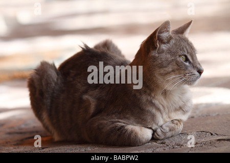 A stray, gray tomcat rests in soft afternoon light (La Gomera Stock ...