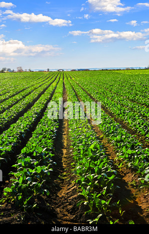 Row of turnips in a vegetable garden Stock Photo - Alamy
