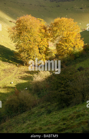 Two beech trees in a valley Stock Photo - Alamy