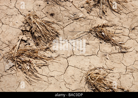 Crops dying in drought conditions brought on by climate change in ...