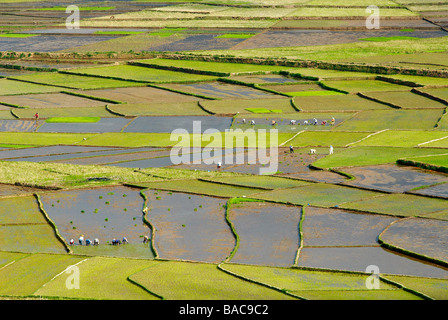 Indonesia, Flores, Sunda Islands, Spider's web rice fields around ...