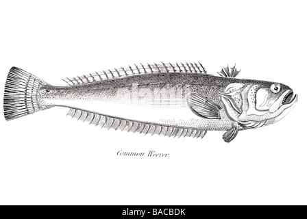 weever fish Weaverfish Weevers Trachinidae Perciformes poisonous spines ...