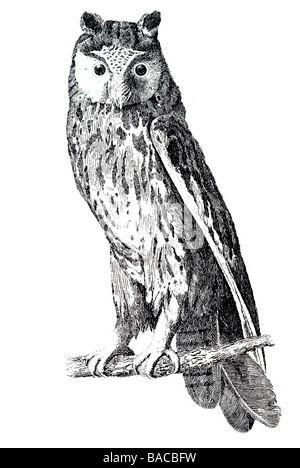 Owls (Strigiformes), illustration Stock Photo - Alamy