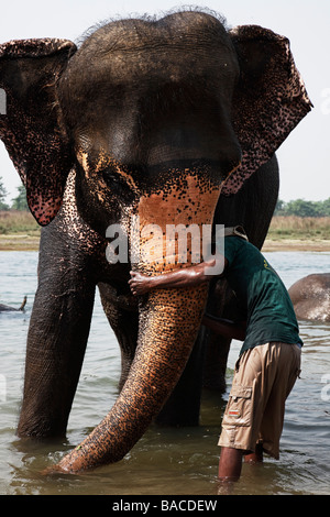 The man washes the elephant Stock Photo - Alamy