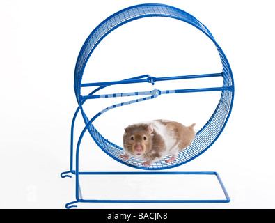 the hamster wheel Stock Photo - Alamy