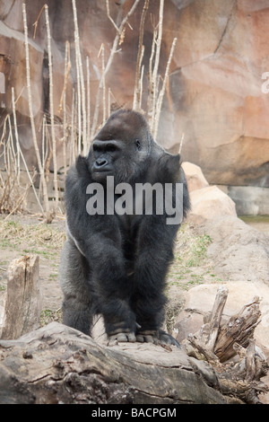 Silverback Gorilla Stance Stock Photo - Alamy