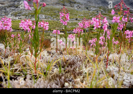 Greenland, Angmassalik Region, Tiniteqlaaq, Polar Vegetation, Flowers ...