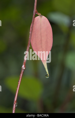 Rainforest leaf with drip tip Stock Photo - Alamy