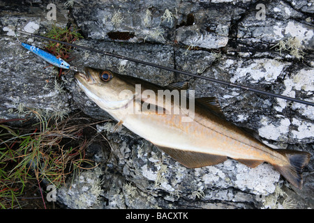 Green pollack, Pollachius pollachius; caught at West coast of Ireland ...